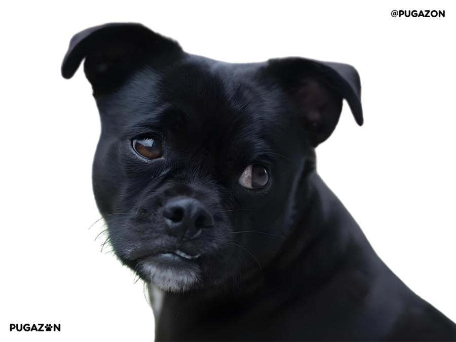 Porgi (Pug & Welsh Corgi Mix): Complete Guide to Traits & Care