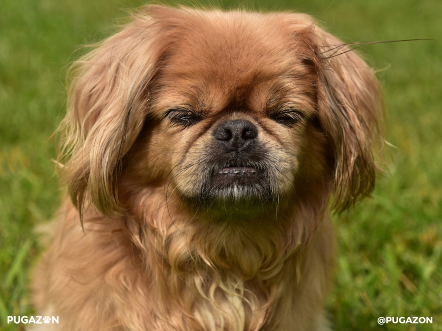 Pugalier Dog (Pug & Cavalier King Charles Spaniel) – Dogs Guide