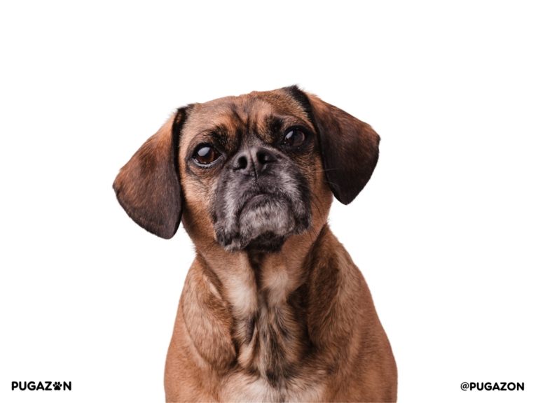 Pugalier Dog (Pug & Cavalier King Charles Spaniel) – Dogs Guide
