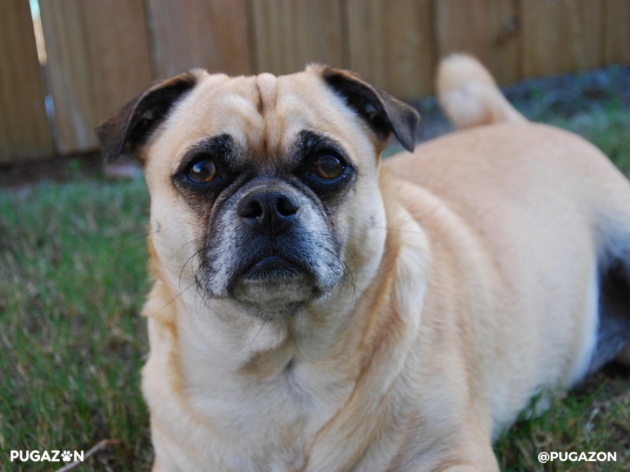 Pugalier Dog (Pug & Cavalier King Charles Spaniel) – Dogs Guide