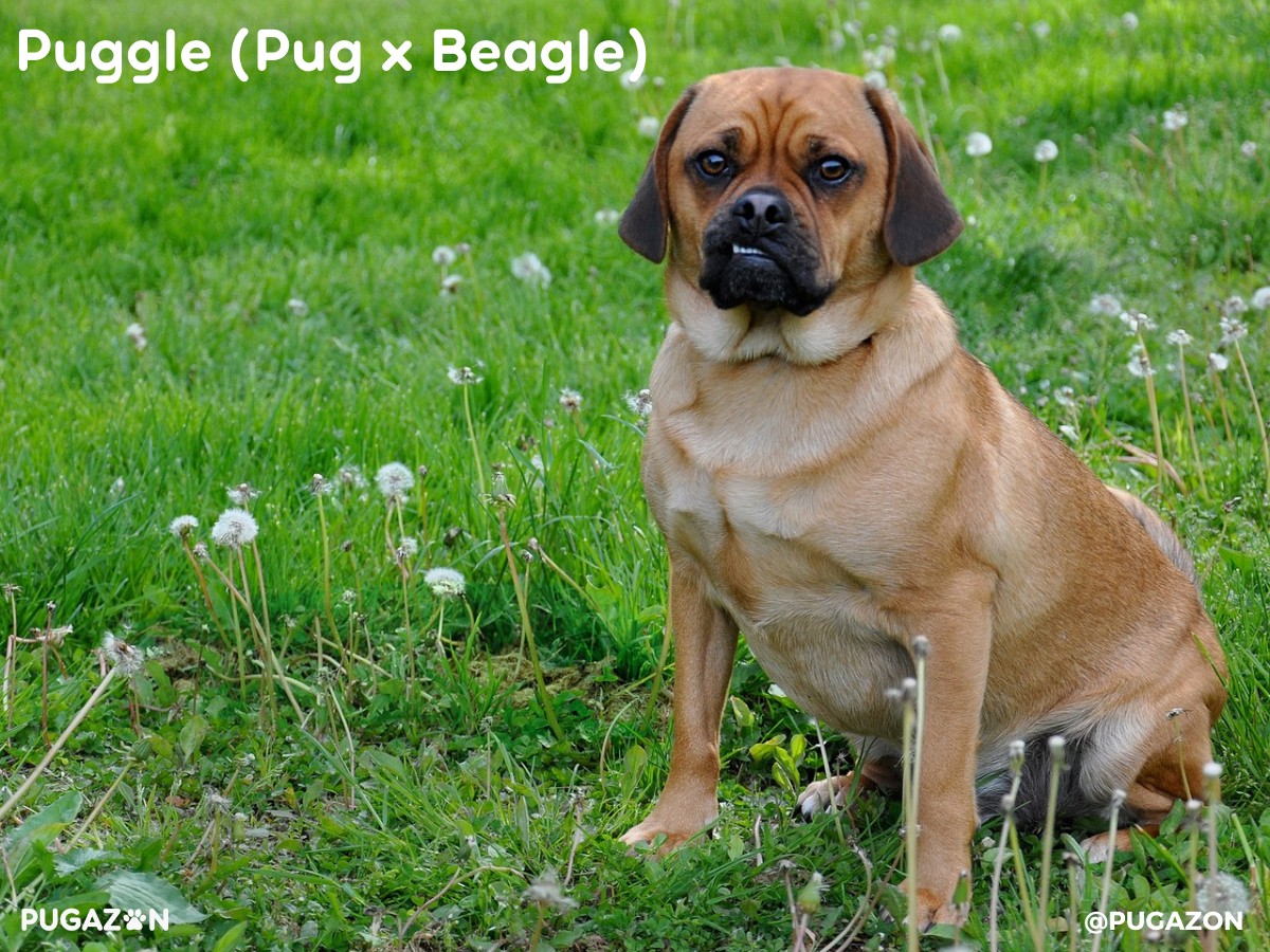 Puggles (Pug Beagle Mix): Complete Guide to Traits & Care