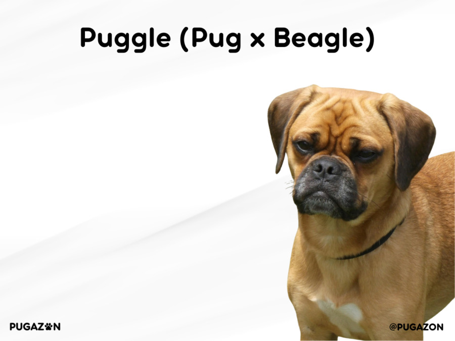 Puggles (Pug Beagle Mix): Complete Guide to Traits & Care