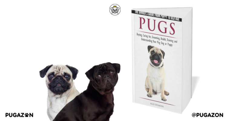 Evolution of Pugs: From Ancient Origins to Modern Companions