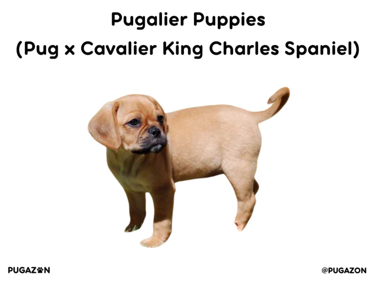 Pugalier Puppies | Guide to Growth, Health and Training