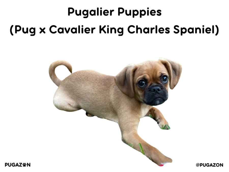Pugalier Puppies | Guide to Growth, Health and Training